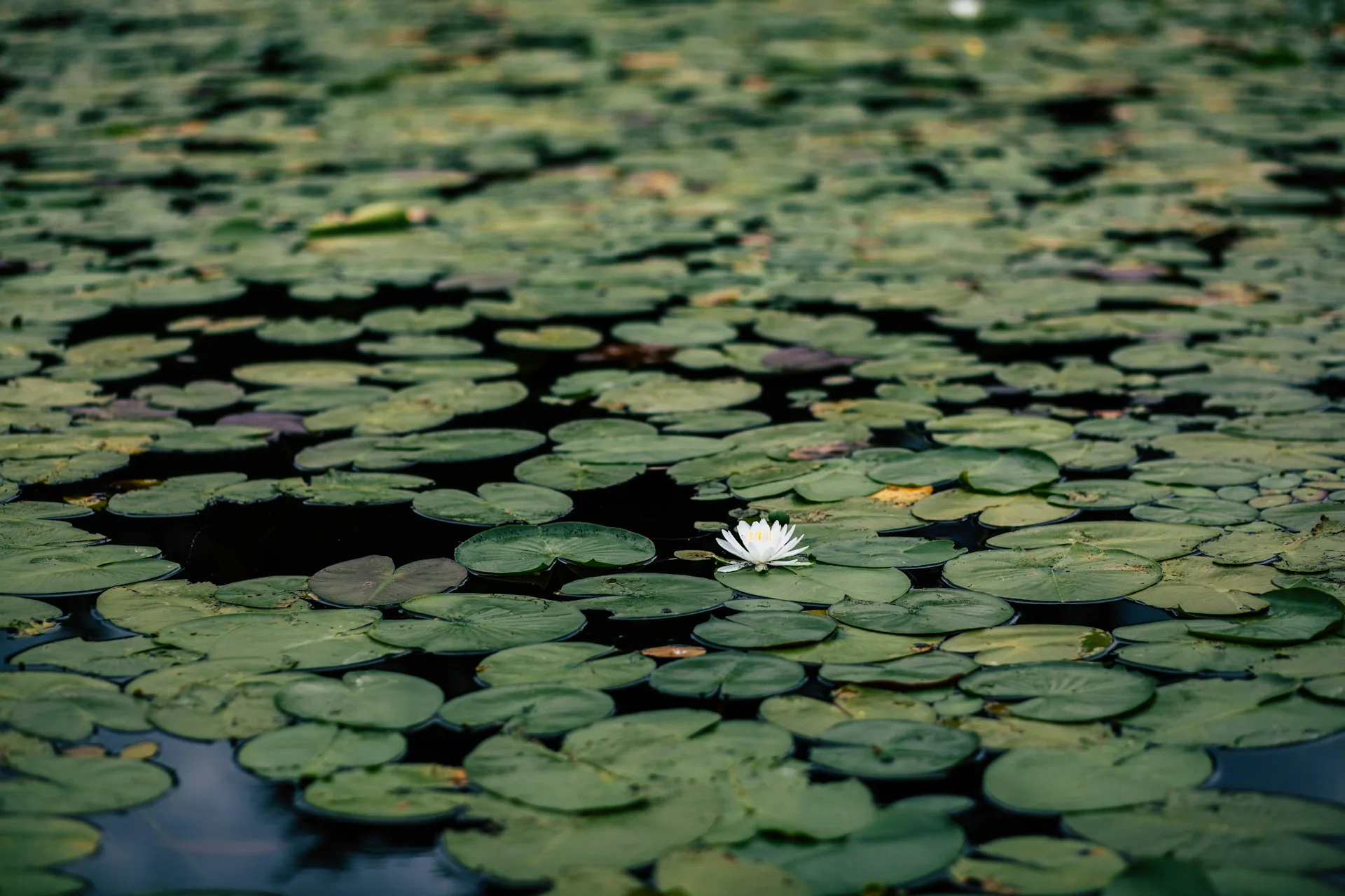 Lily Pad Opportunities: Navigating Career Growth with Intention